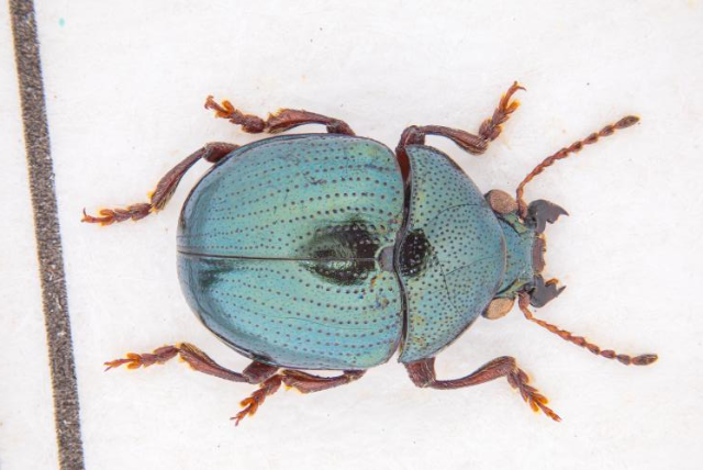 图集 | 河源紫金白溪自然保护区调查发现22种叶甲科昆虫_南方+_南方plus