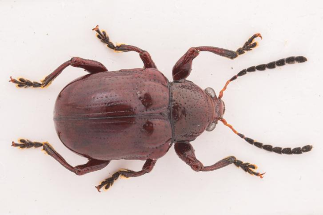 图集 | 河源紫金白溪自然保护区调查发现22种叶甲科昆虫_南方+_南方plus