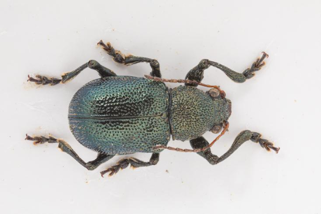 图集 | 河源紫金白溪自然保护区调查发现22种叶甲科昆虫_南方+_南方plus