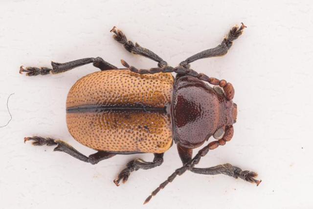 图集 | 河源紫金白溪自然保护区调查发现22种叶甲科昆虫_南方+_南方plus