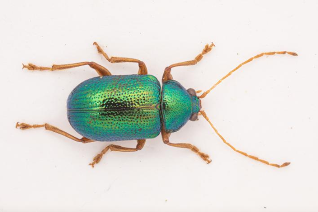 图集 | 河源紫金白溪自然保护区调查发现22种叶甲科昆虫_南方+_南方plus