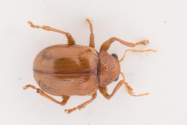 图集 | 河源紫金白溪自然保护区调查发现22种叶甲科昆虫_南方+_南方plus