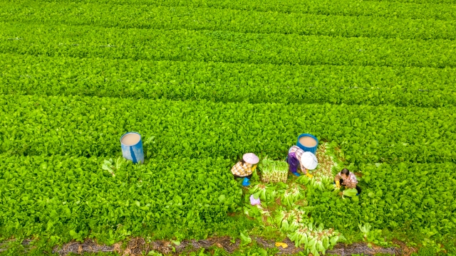 Legendary Shuidong Mustard reaches bountiful harvest in Maoming's ...