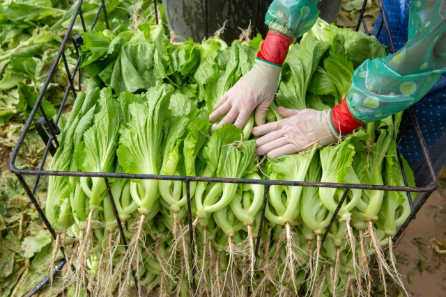 Legendary Shuidong Mustard reaches bountiful harvest in Maoming's ...